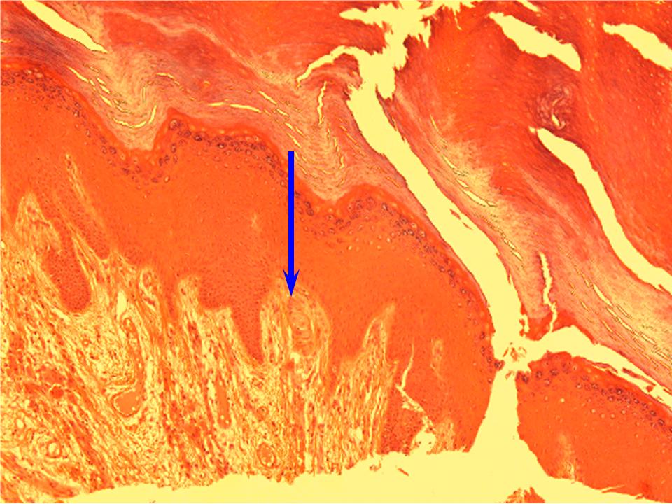 Integumenary Web Site